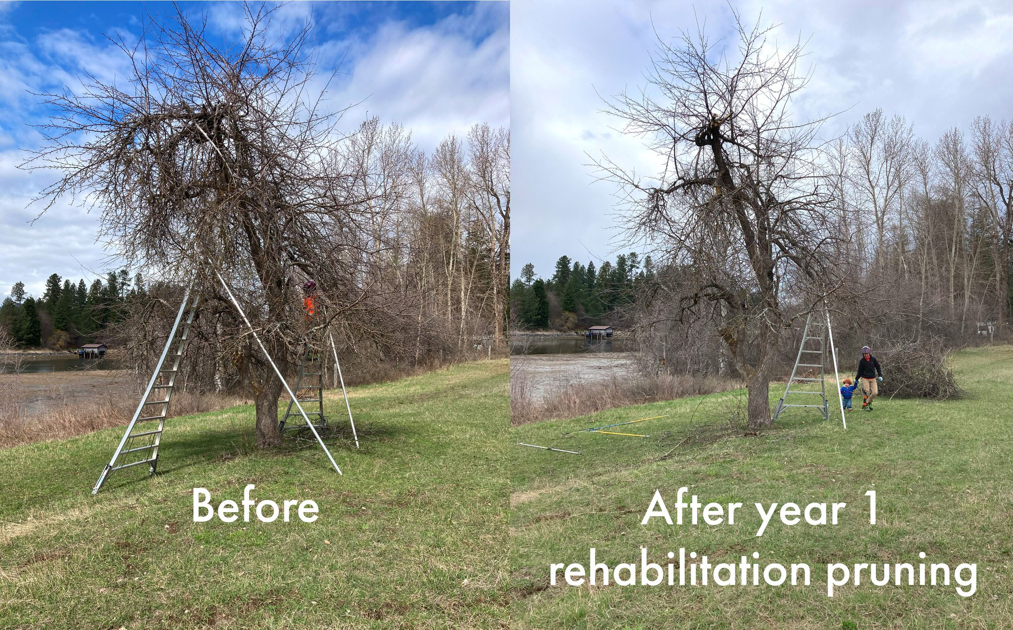 Fruit Trees – OOH LA LA Arboriculture & Fine Pruning